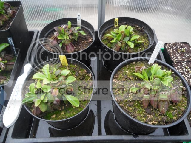 Cephalotus set-up - Cephalotus - Carnivorous Plants UK