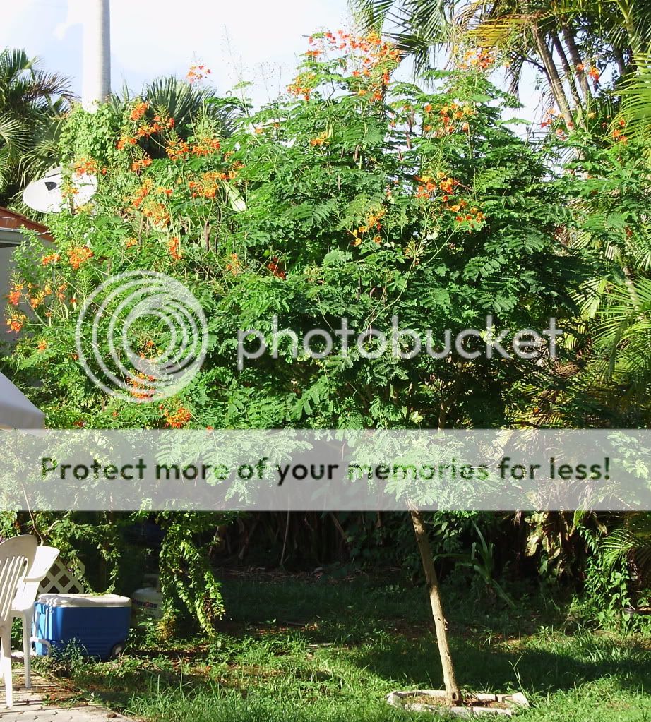 dwarf ponciana update/question