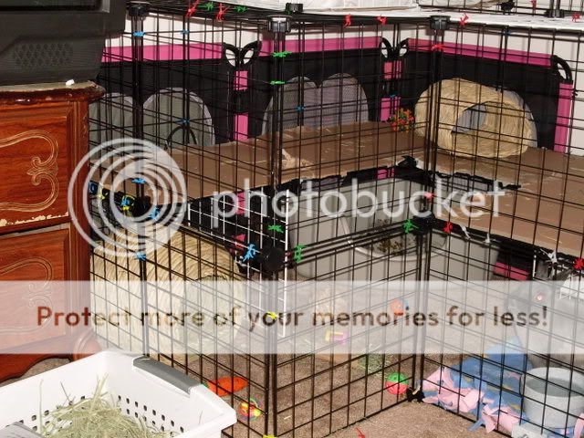 BunSpace.com Forum: Cube cages