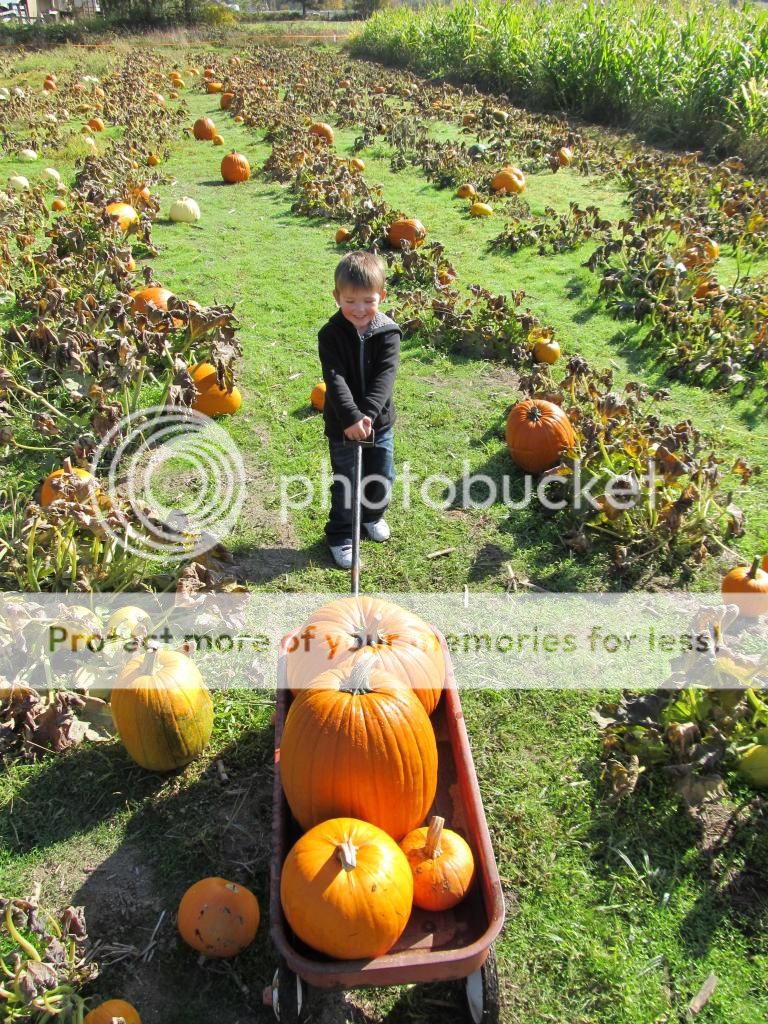 A trip to the Punkin Patch - 24hourcampfire
