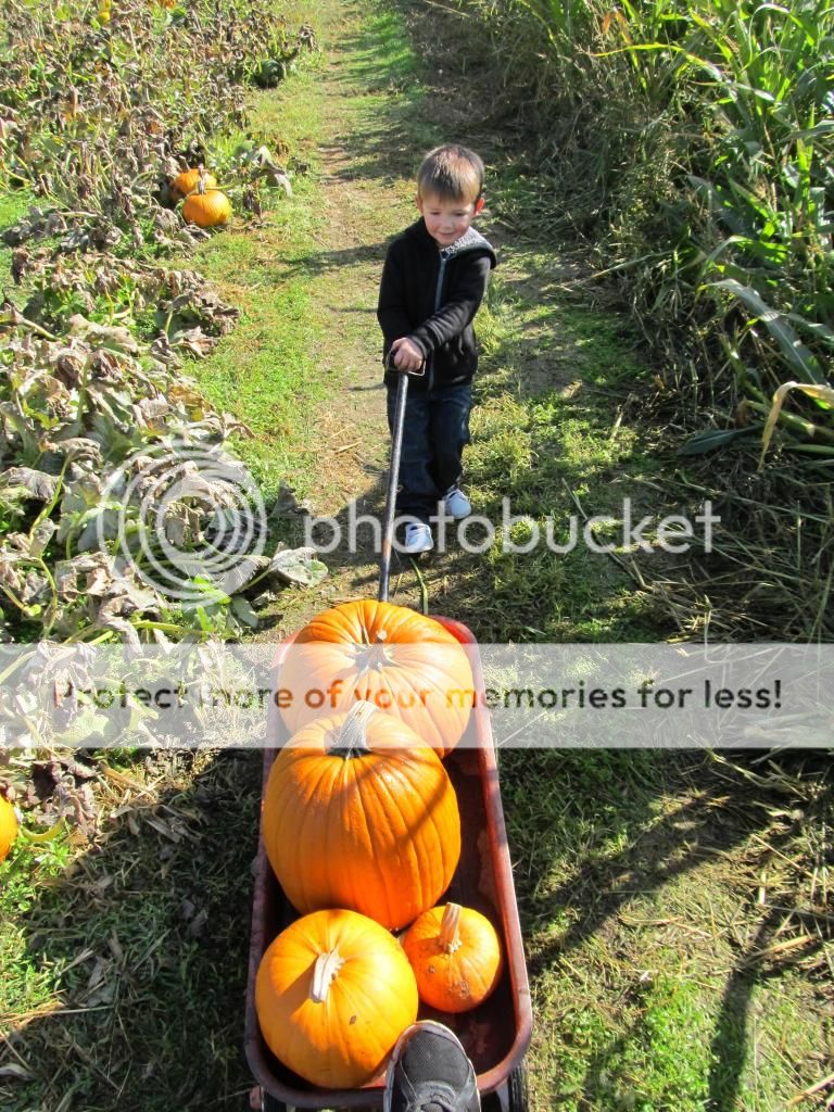 A trip to the Punkin Patch - 24hourcampfire